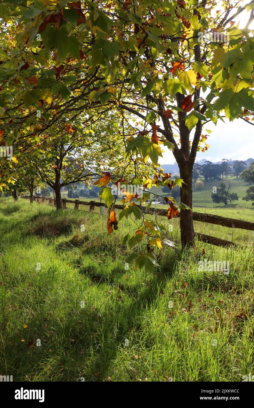 The nature of Southern Highlands in fall in Australia Stock Photo - Alamy
