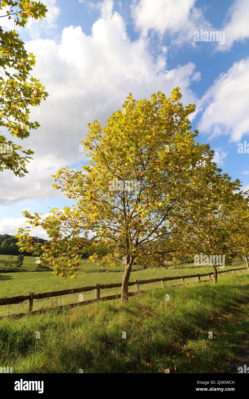 The nature of Southern Highlands in fall in Australia Stock Photo - Alamy