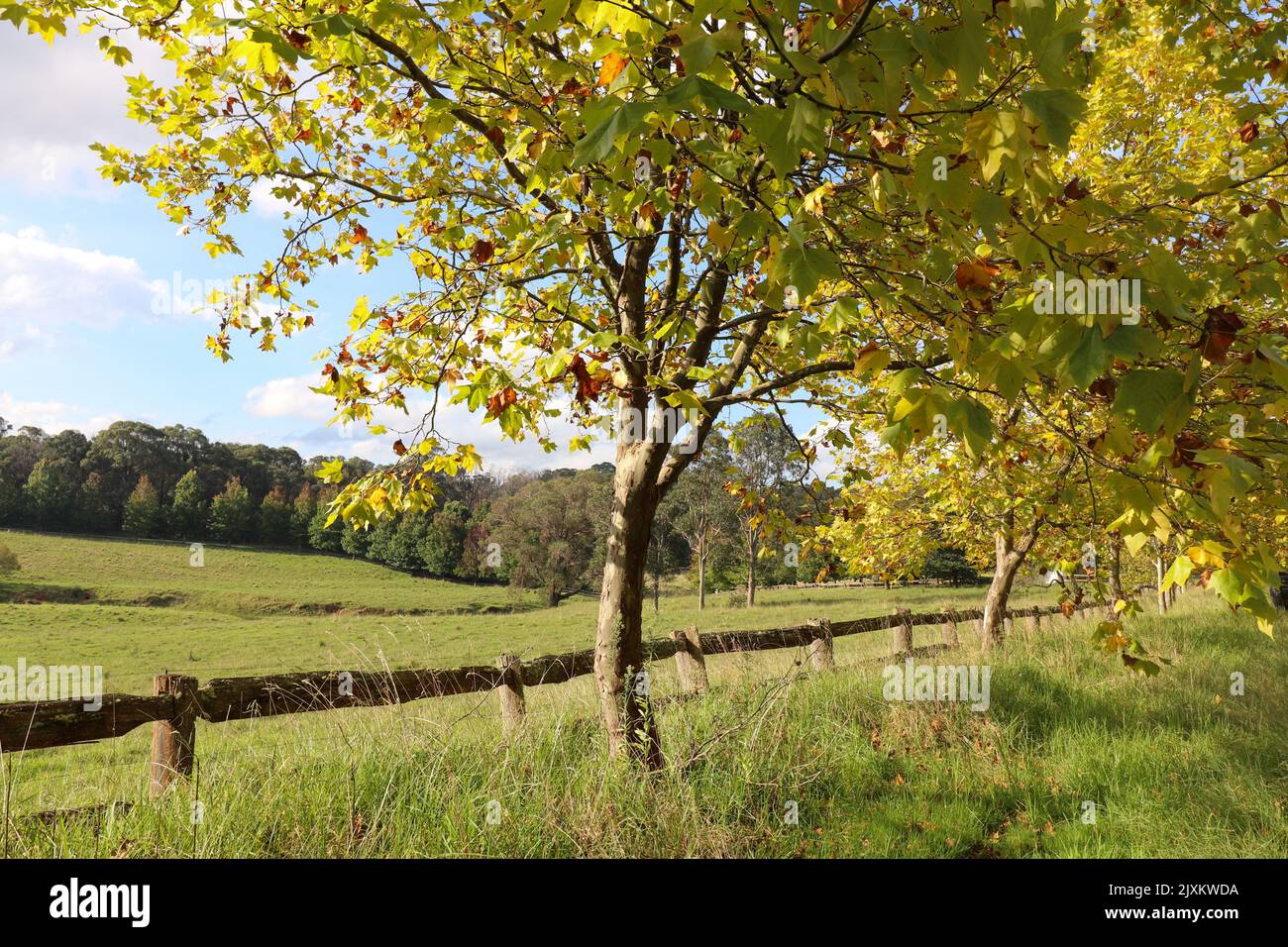 The nature of Southern Highlands in fall in Australia Stock Photo - Alamy