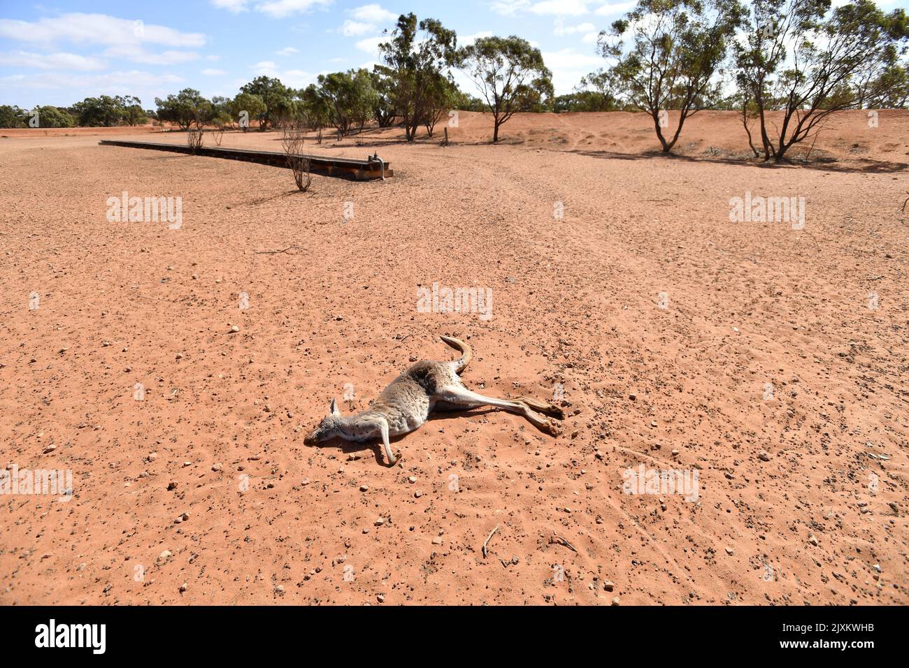 A dead kangaroo is seen near an empty water trough Wilcannia, New South ...
