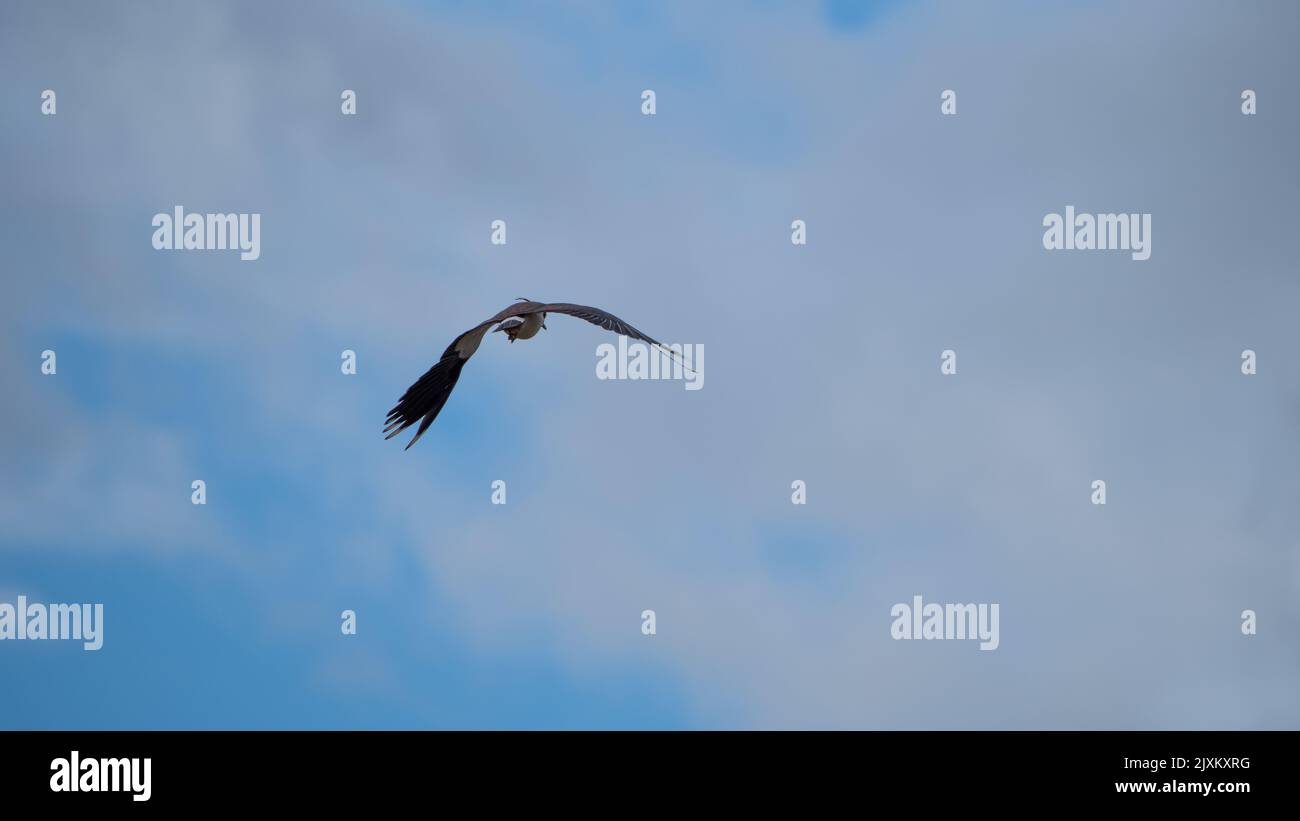 Big bird in the sky concept hi-res stock photography and images - Alamy