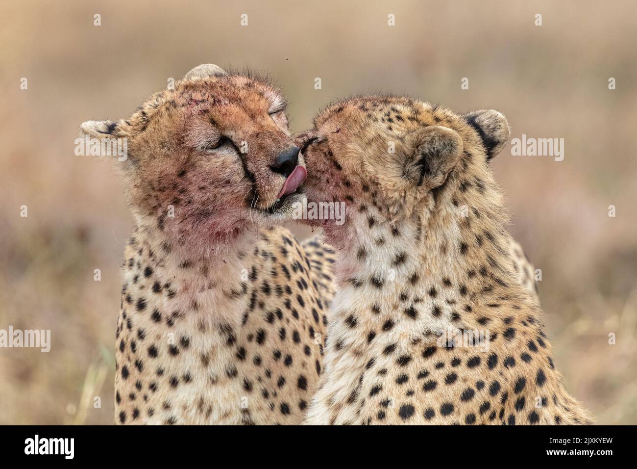 Beautiful habitat hi-res stock photography and images - Alamy