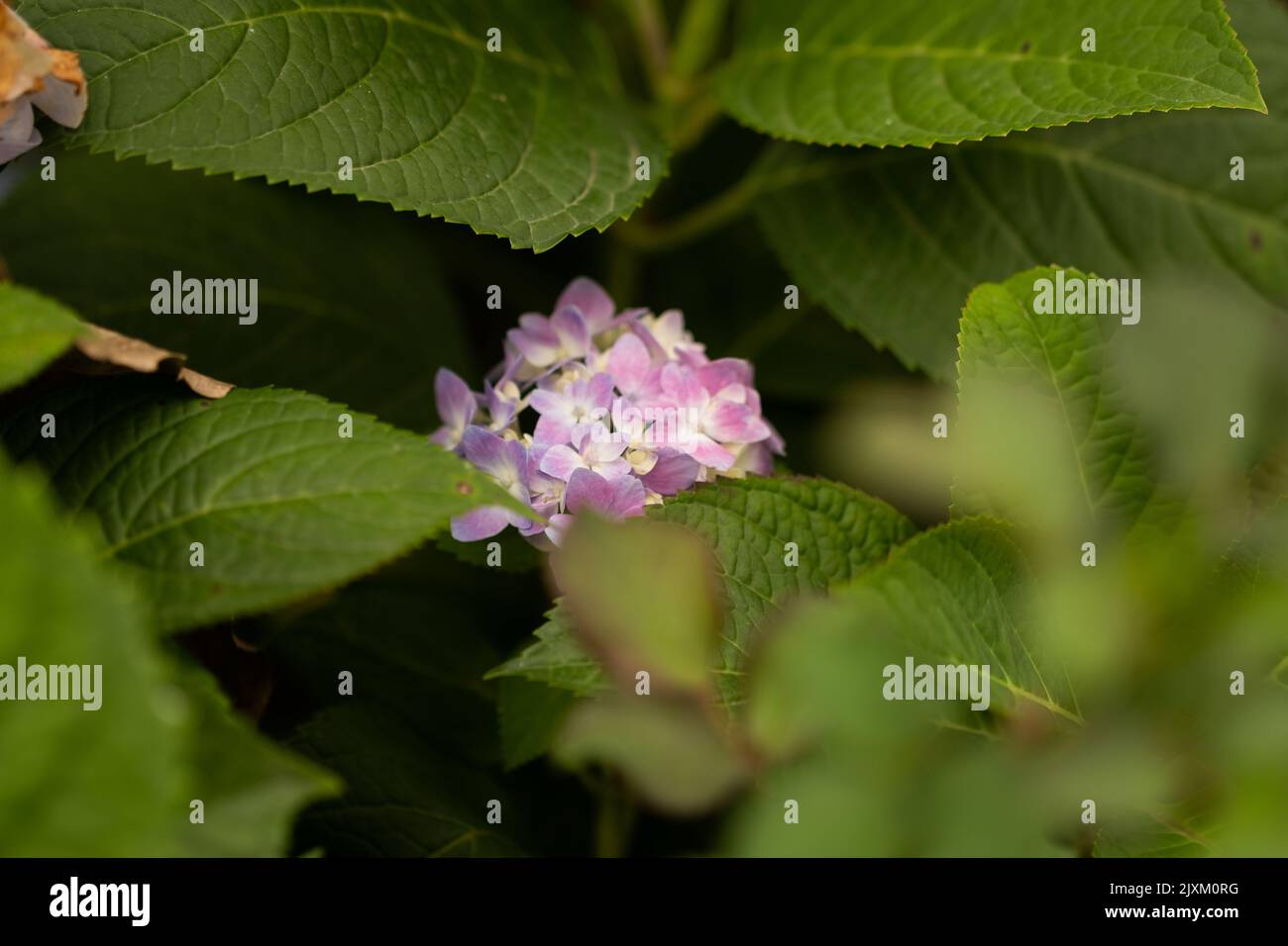 A little bunch of a delicate purple French hydrangea hiding under plant ...