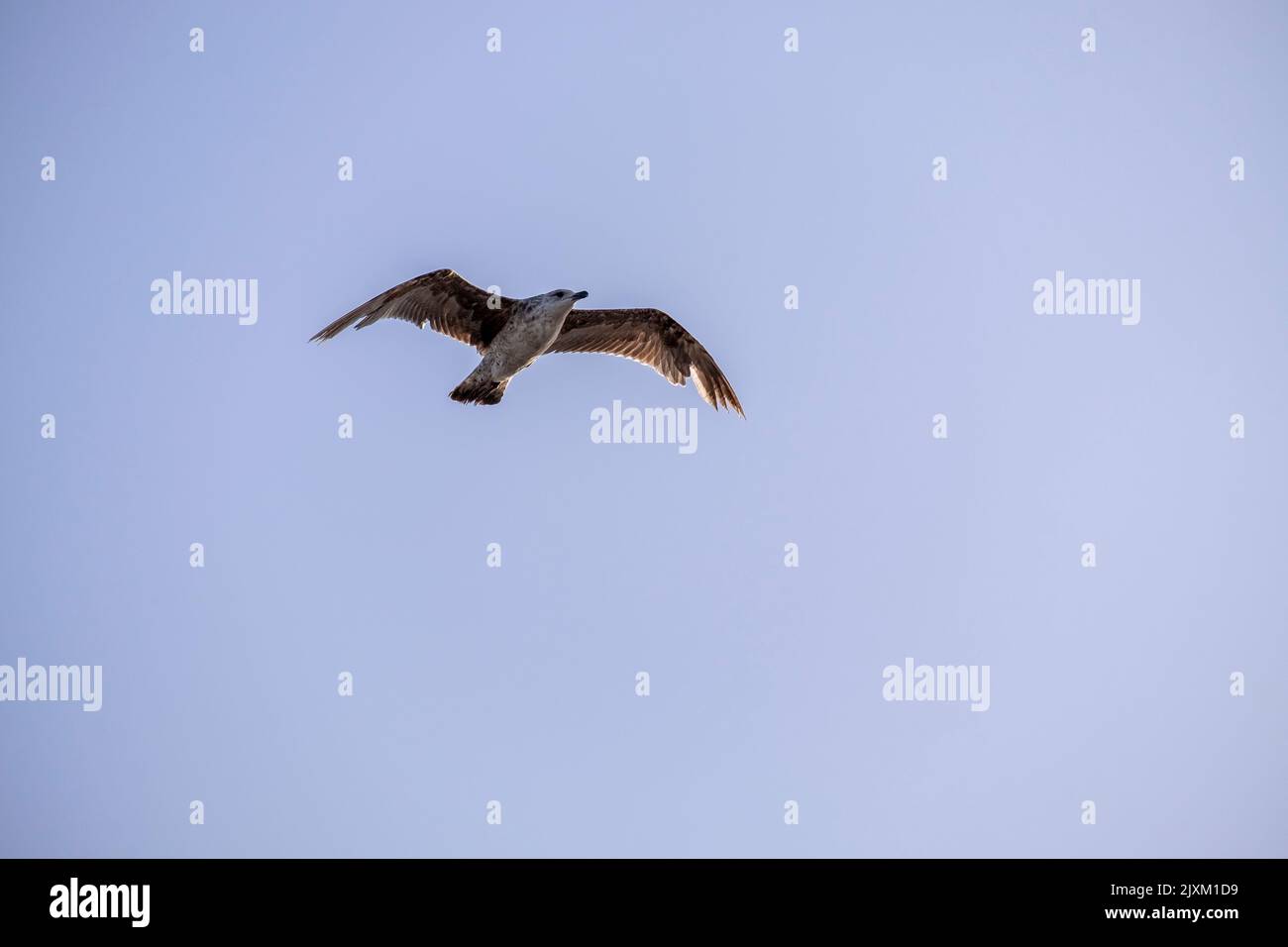 A lonely seagull flies over the blue sky. Seagull hunting fish over the ...