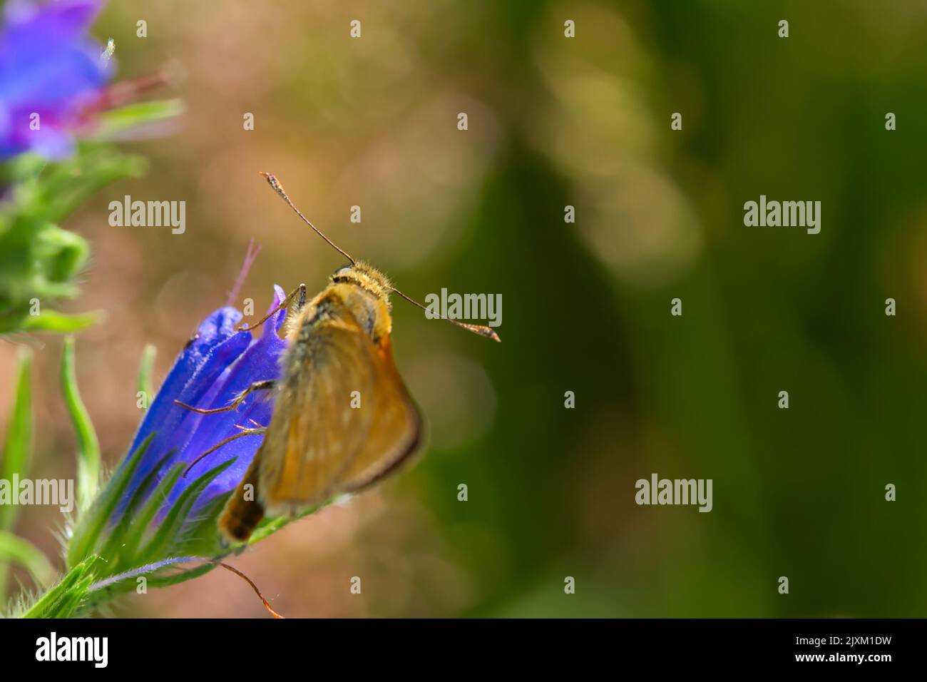 a brown orange butterfly called ox eye, on a blue wildflower, rear view ...