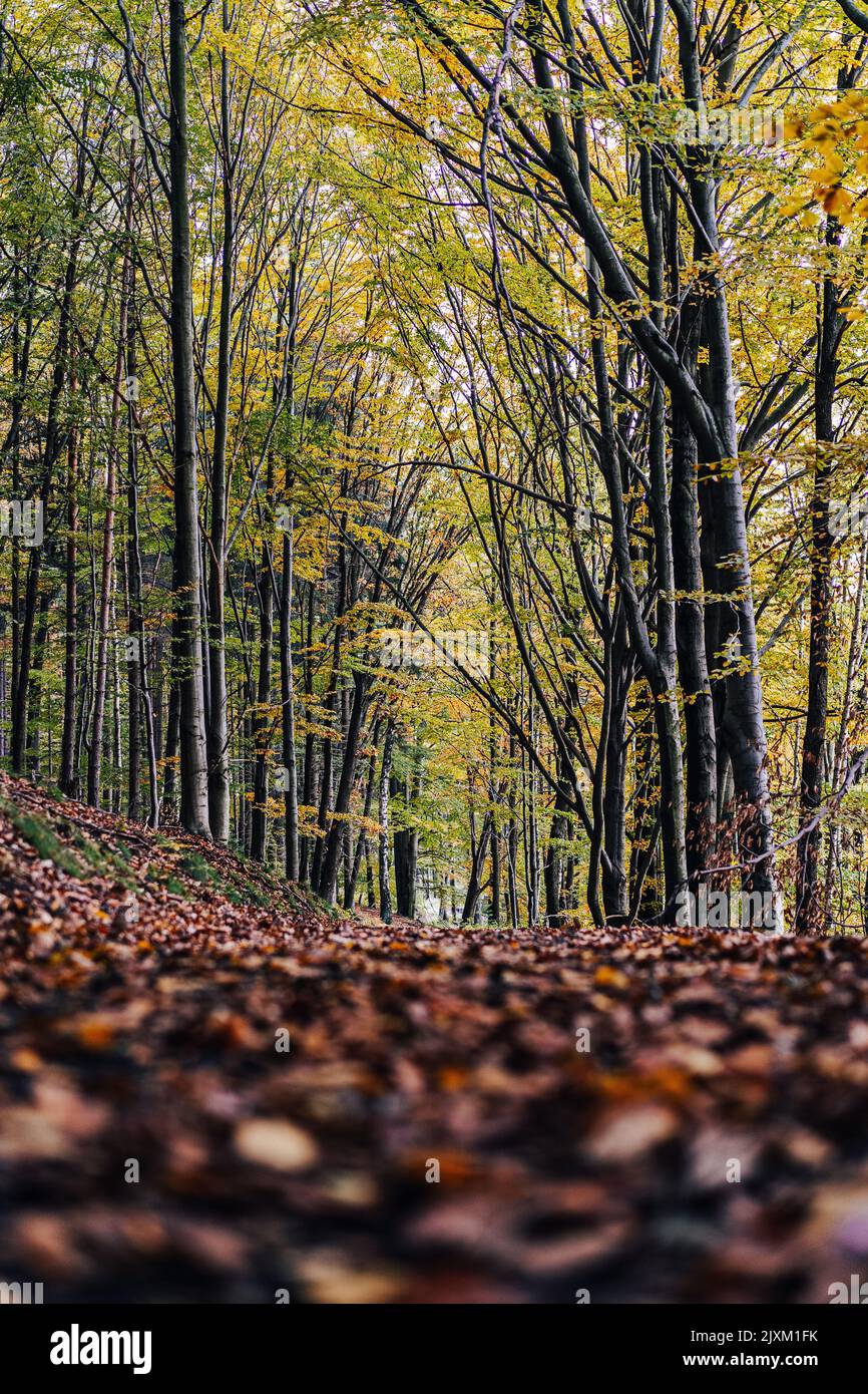 Fallen wood beams hi-res stock photography and images - Alamy