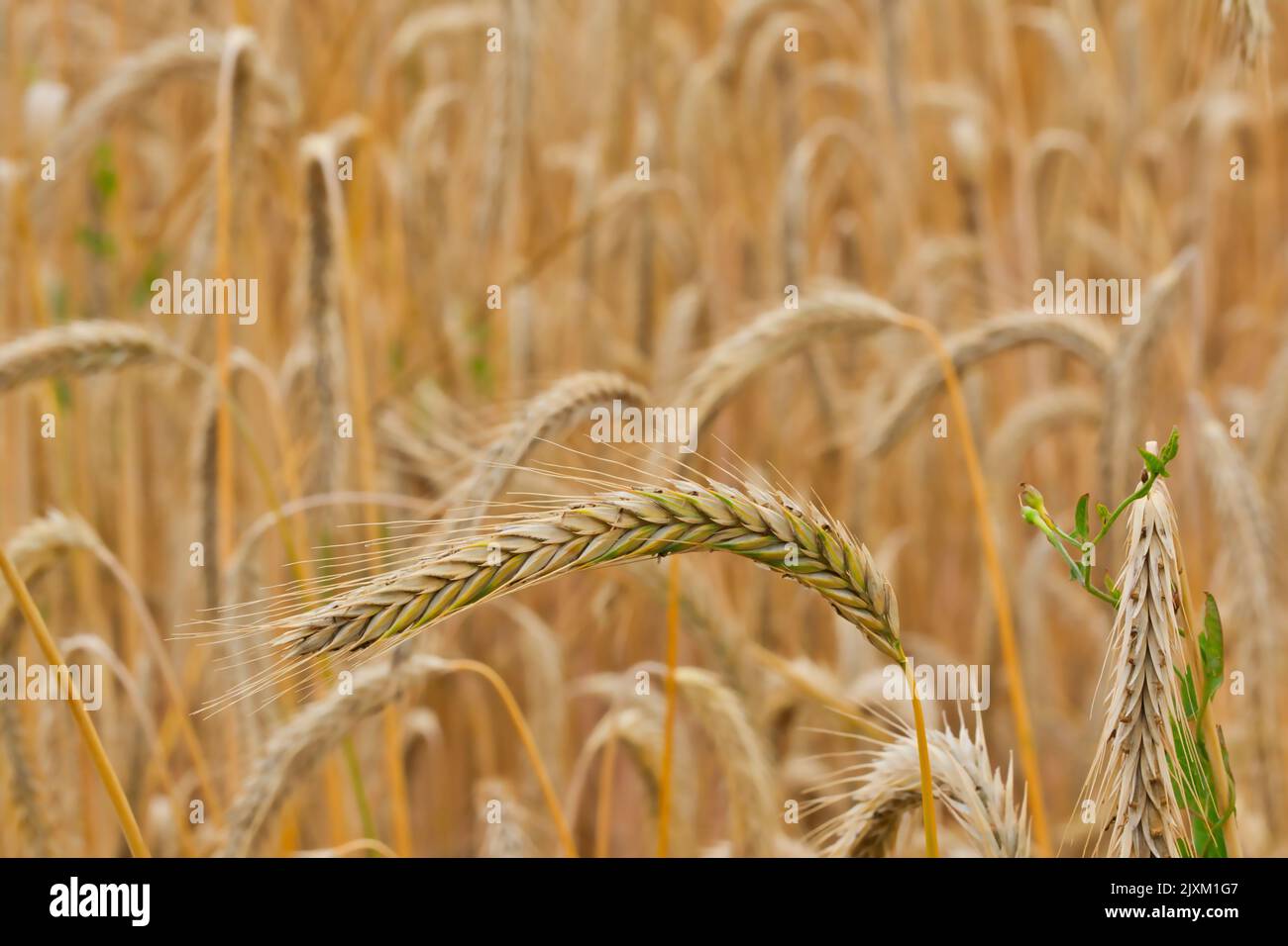 view of a ripe barley field, close-up of a barley plant Stock Photo - Alamy
