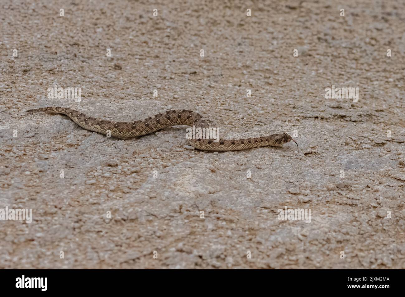 Saharan horned viper, Cerastes cerastes, snake in the sand in the Namib ...