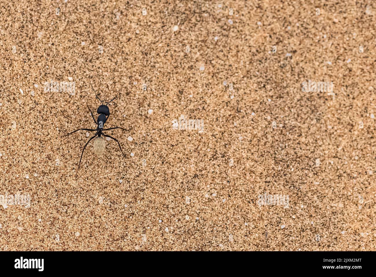 Namibia, big ant walking in the Namib desert, sand background Stock ...