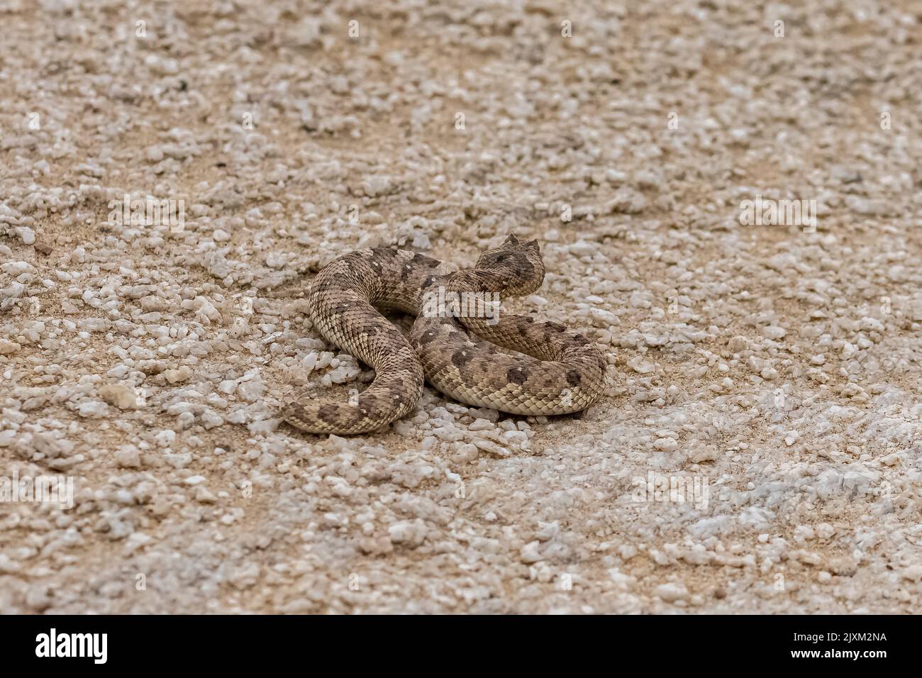 Saharan horned viper, Cerastes cerastes, snake in the sand in the Namib ...