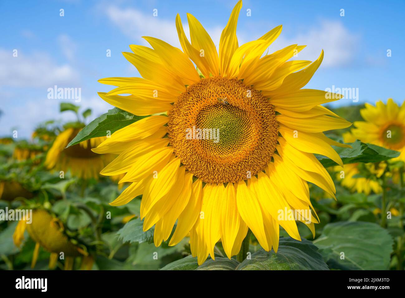 Detailed close up of common sunflower head (Helianthus annuus) in a UK ...