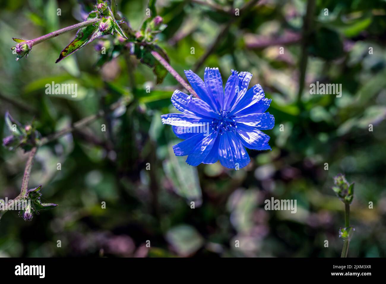 Blue flower of endive or Cichorium endivia L., close up Stock Photo - Alamy