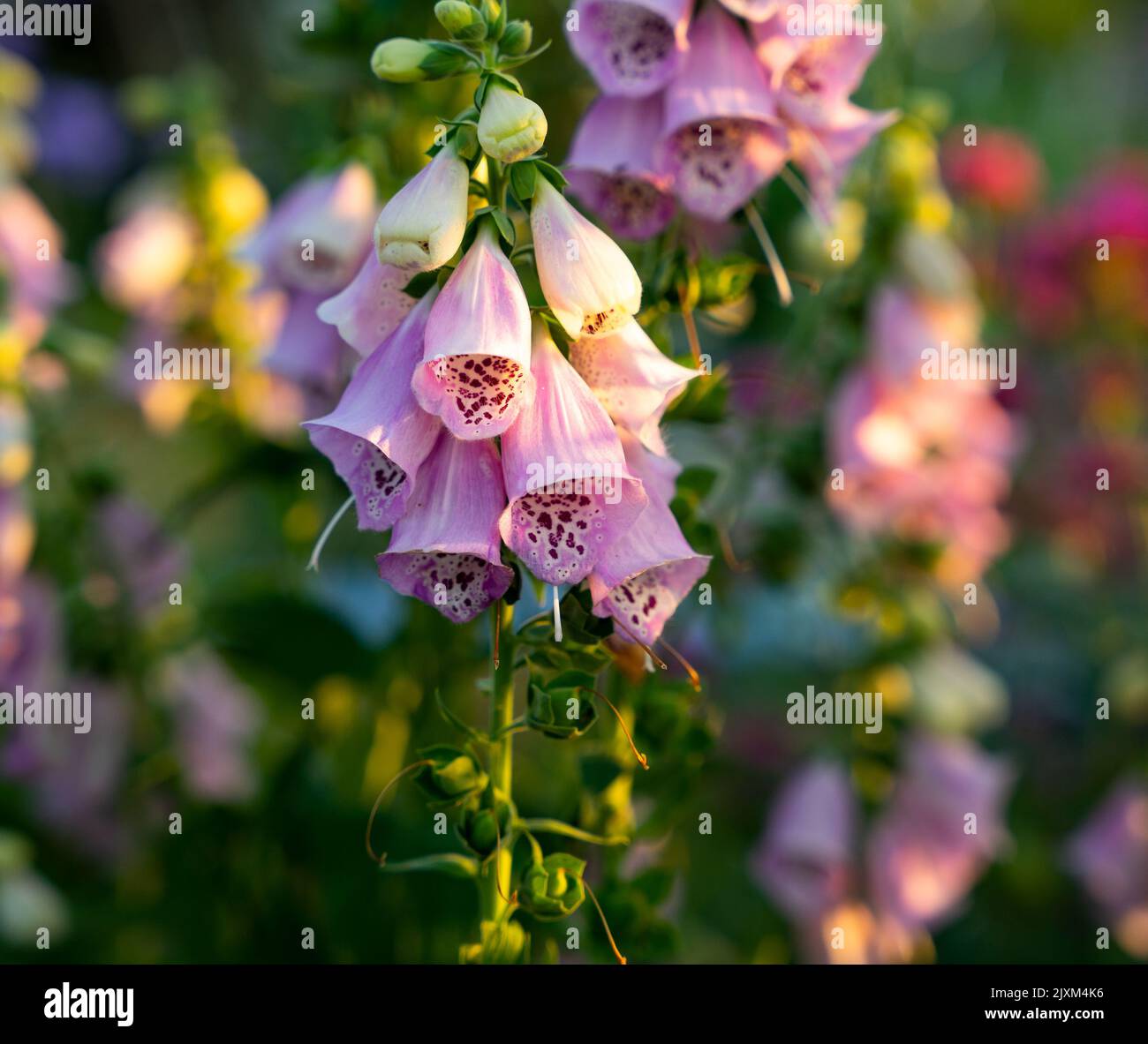 A garden with pink foxglove flowers on a sunny day Stock Photo - Alamy