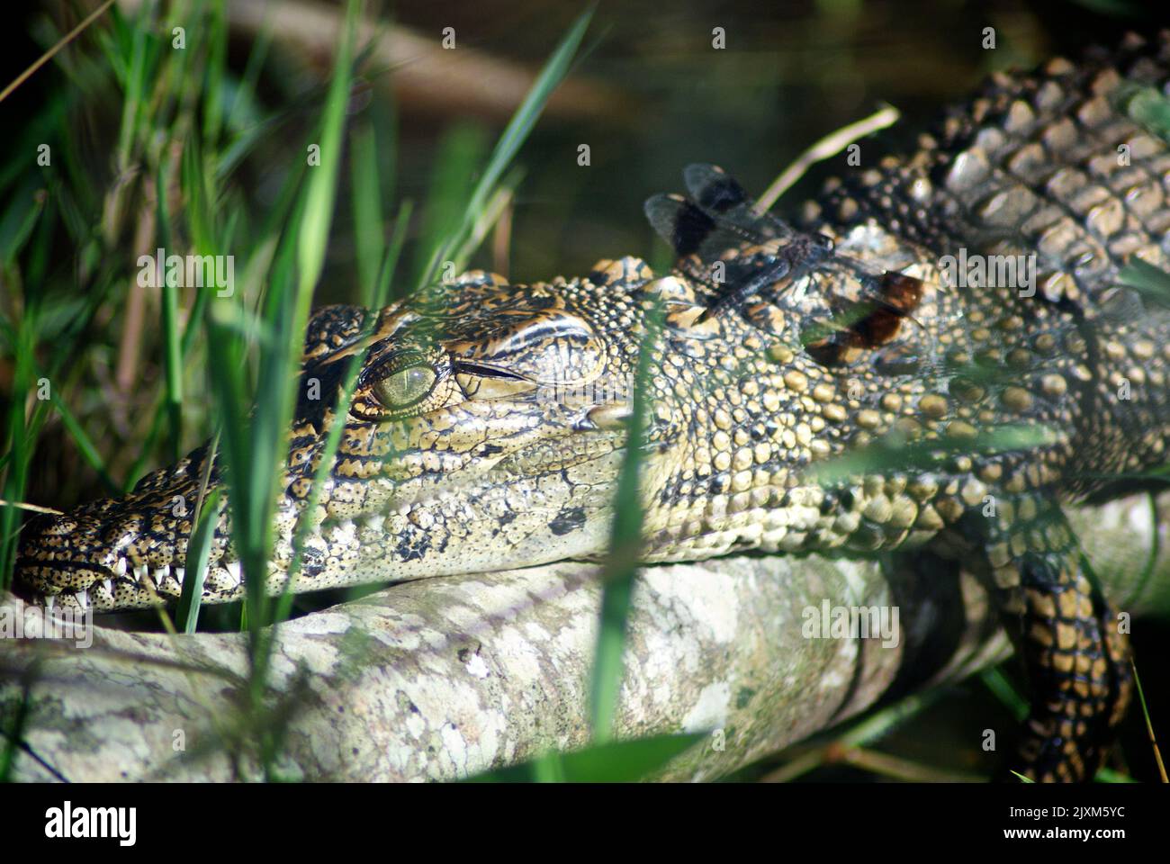Nile crocodile face closeup hi-res stock photography and images - Alamy