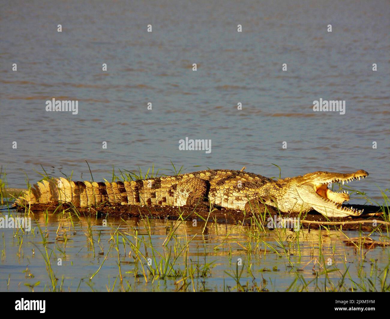 Nile crocodile face closeup hi-res stock photography and images - Alamy