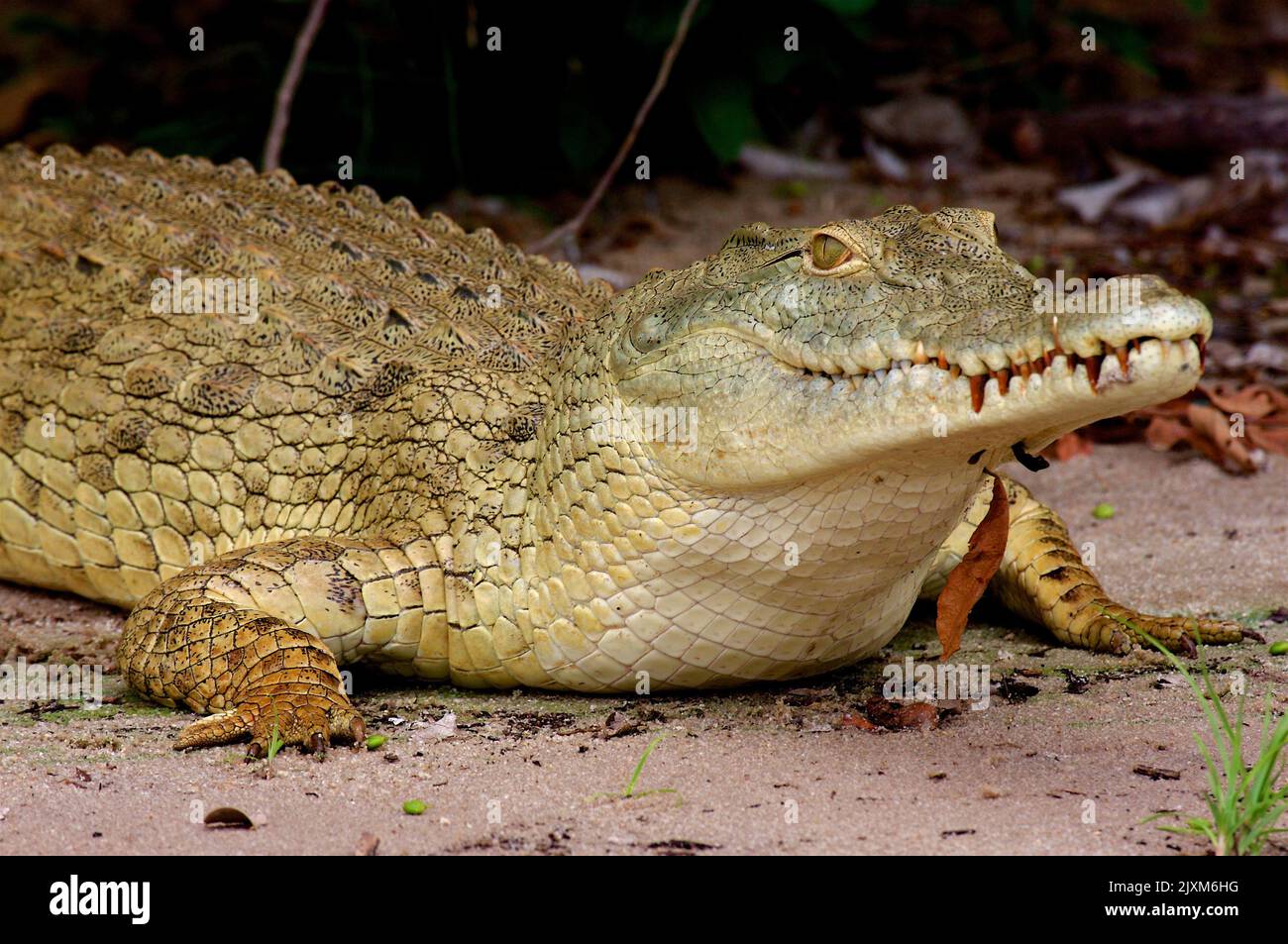Nile crocodile face closeup hi-res stock photography and images - Alamy