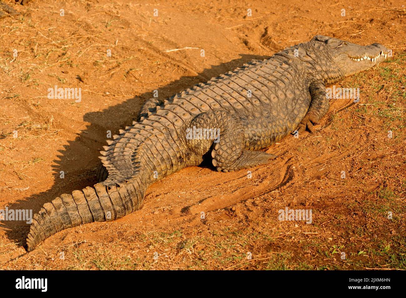 Nile crocodile face closeup hi-res stock photography and images - Alamy