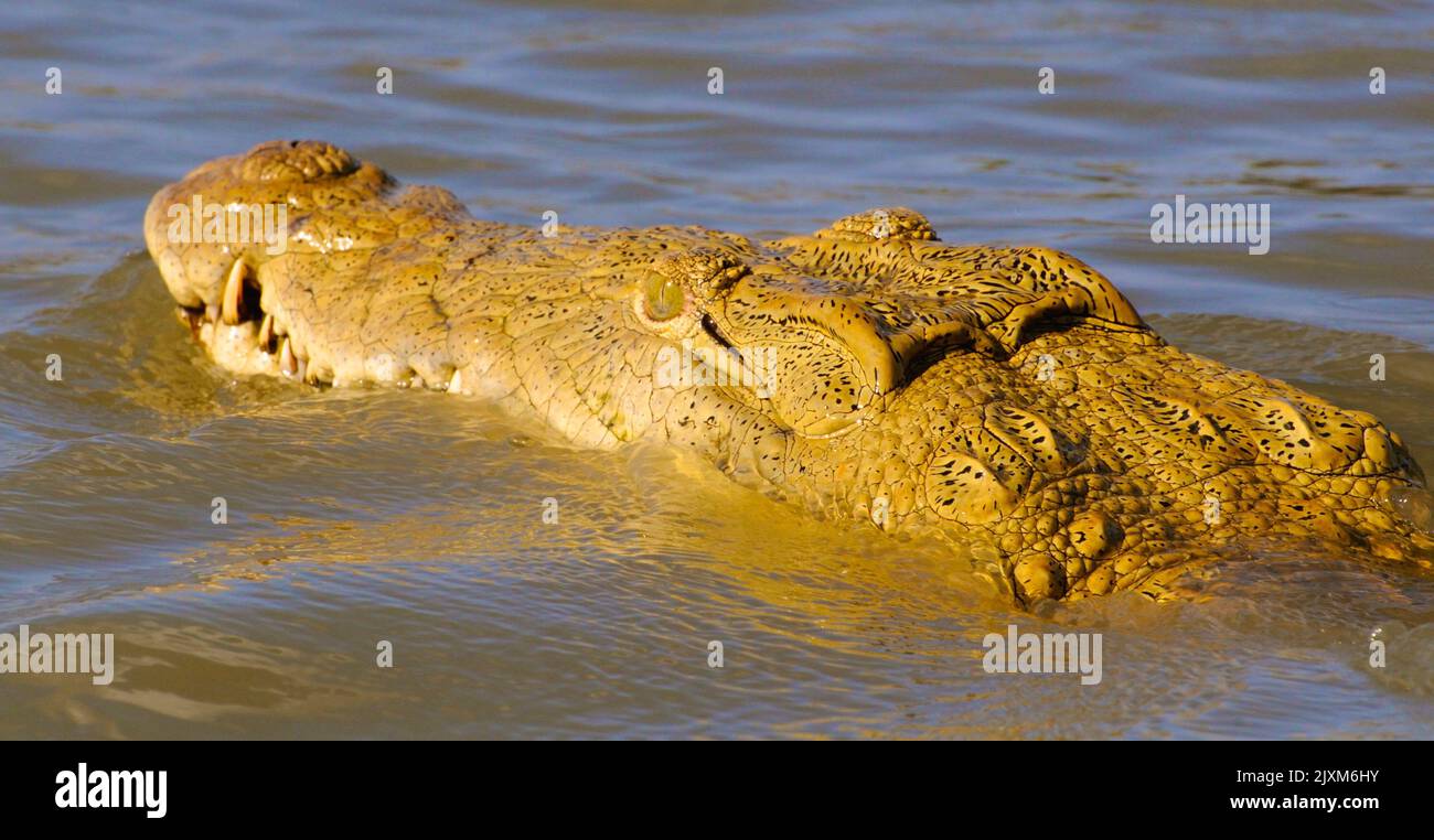 Nile crocodile face closeup hi-res stock photography and images - Alamy