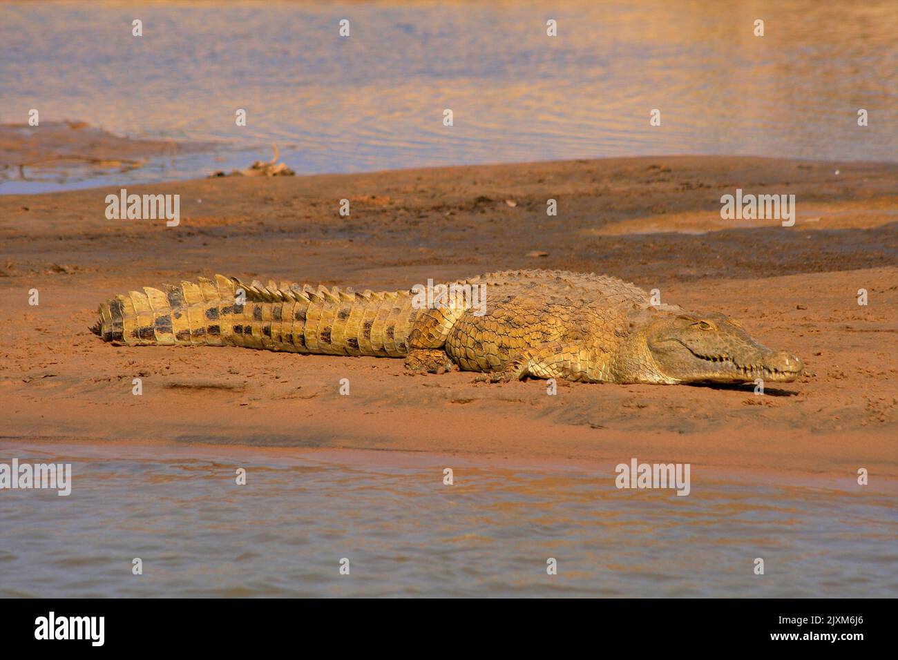Nile crocodile face closeup hi-res stock photography and images - Alamy