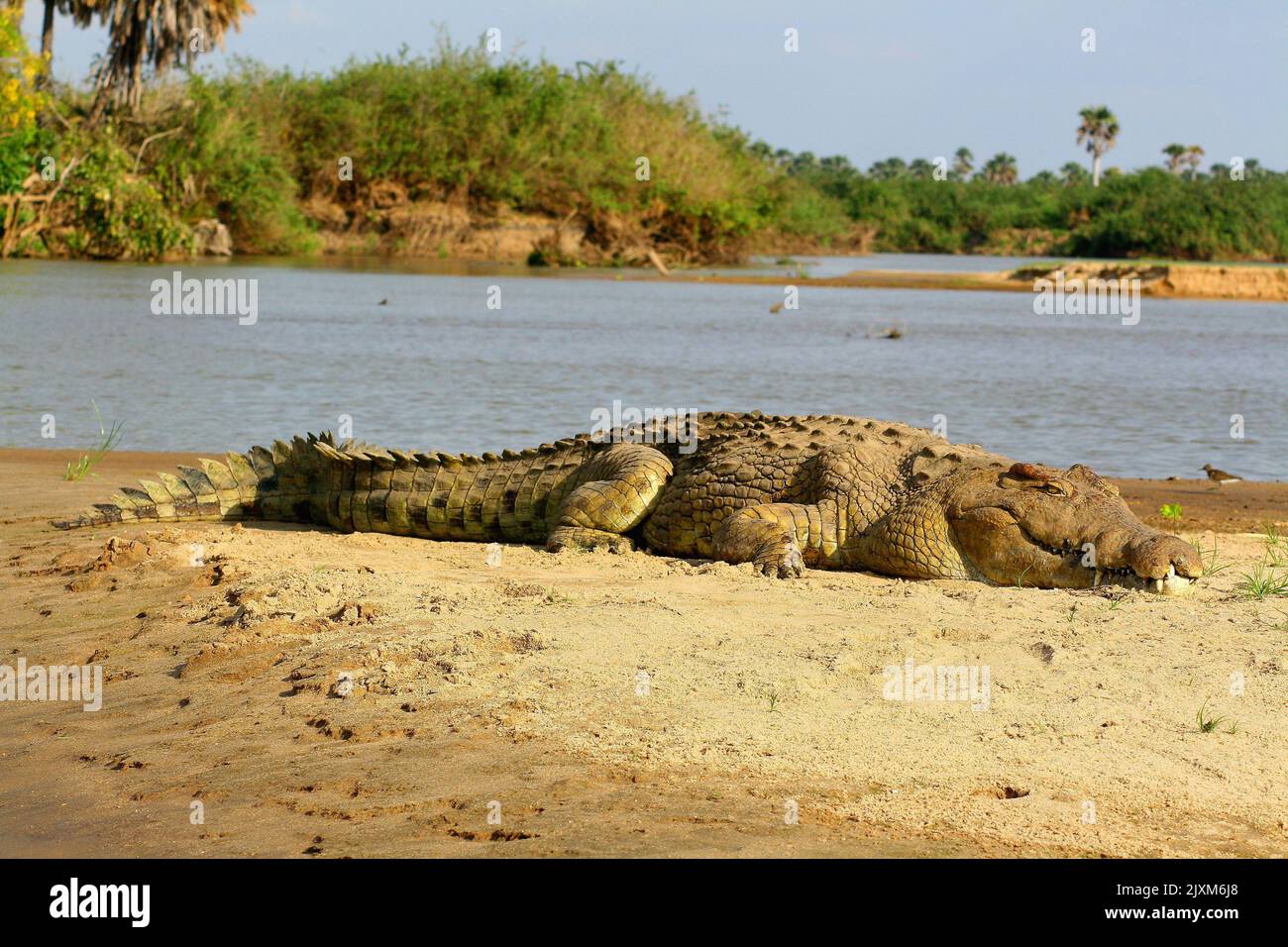Nile crocodile face closeup hi-res stock photography and images - Alamy