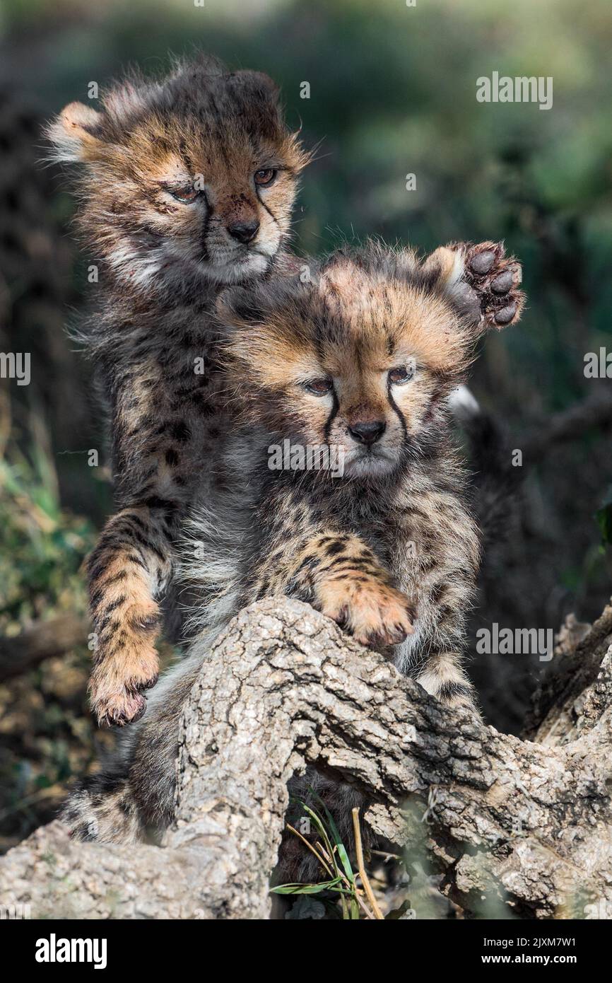 Cheetah on a trunk hi-res stock photography and images - Alamy