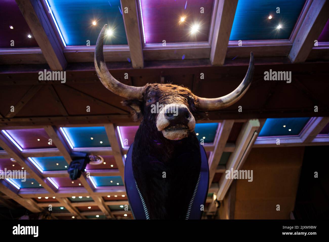 Stuffed bull head hi-res stock photography and images - Alamy