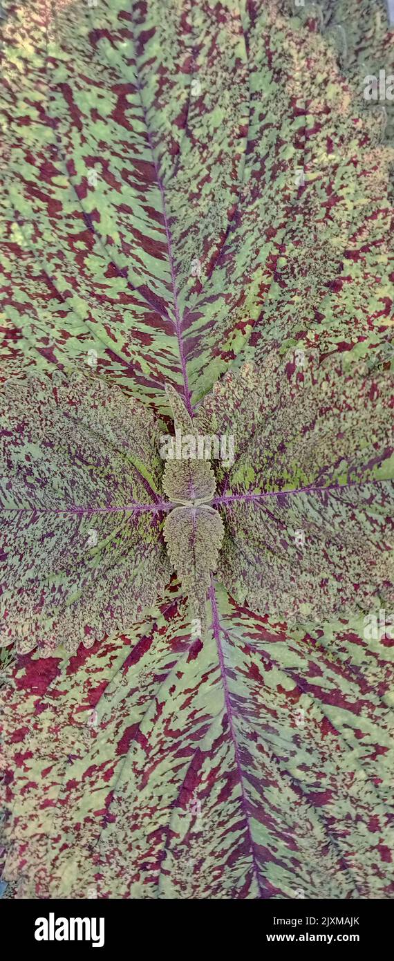 A vertical closeup of a beautiful Coleus plant in a garden Stock Photo ...