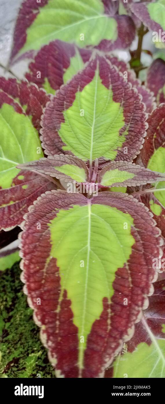 A vertical closeup of a beautiful Coleus plant in a garden Stock Photo ...