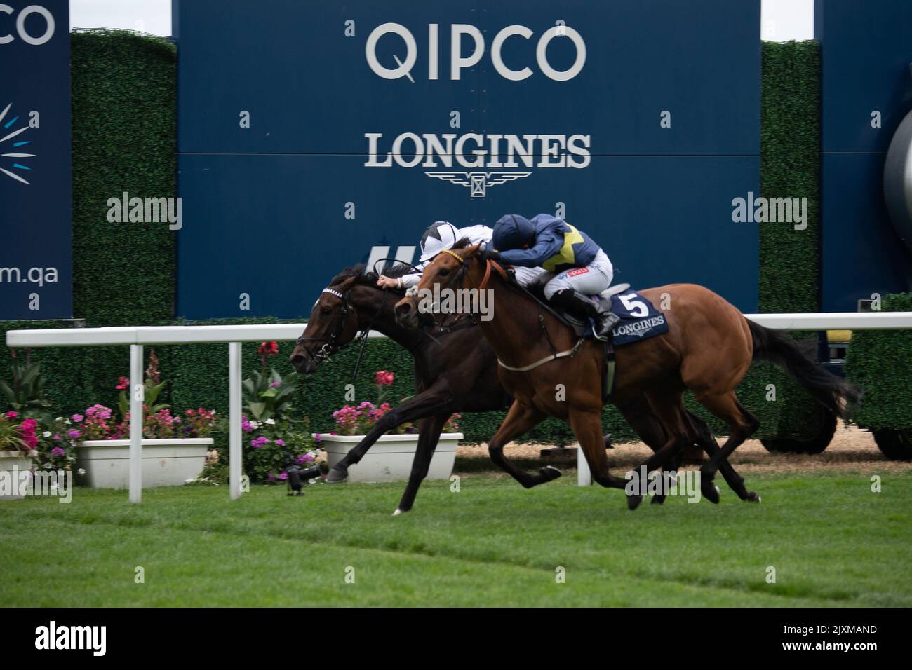 Jumbly horse hi-res stock photography and images - Alamy