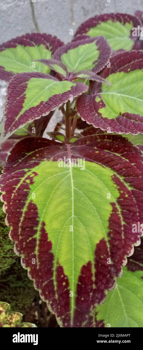 A vertical closeup of a beautiful Coleus plant in a garden Stock Photo ...