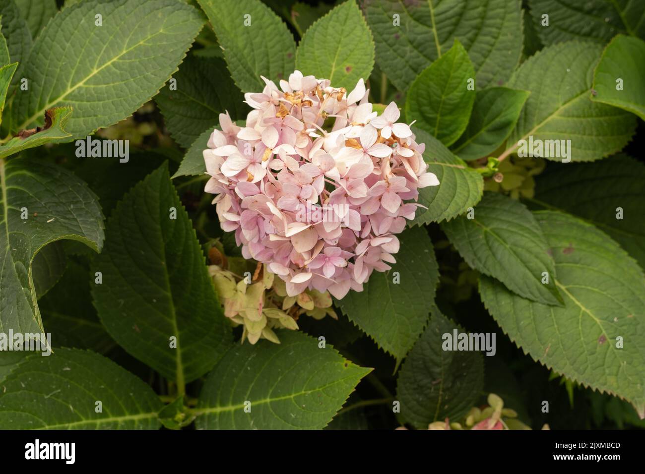 A semi-deciduous light pink French hydrangea surrounded by green leaves ...