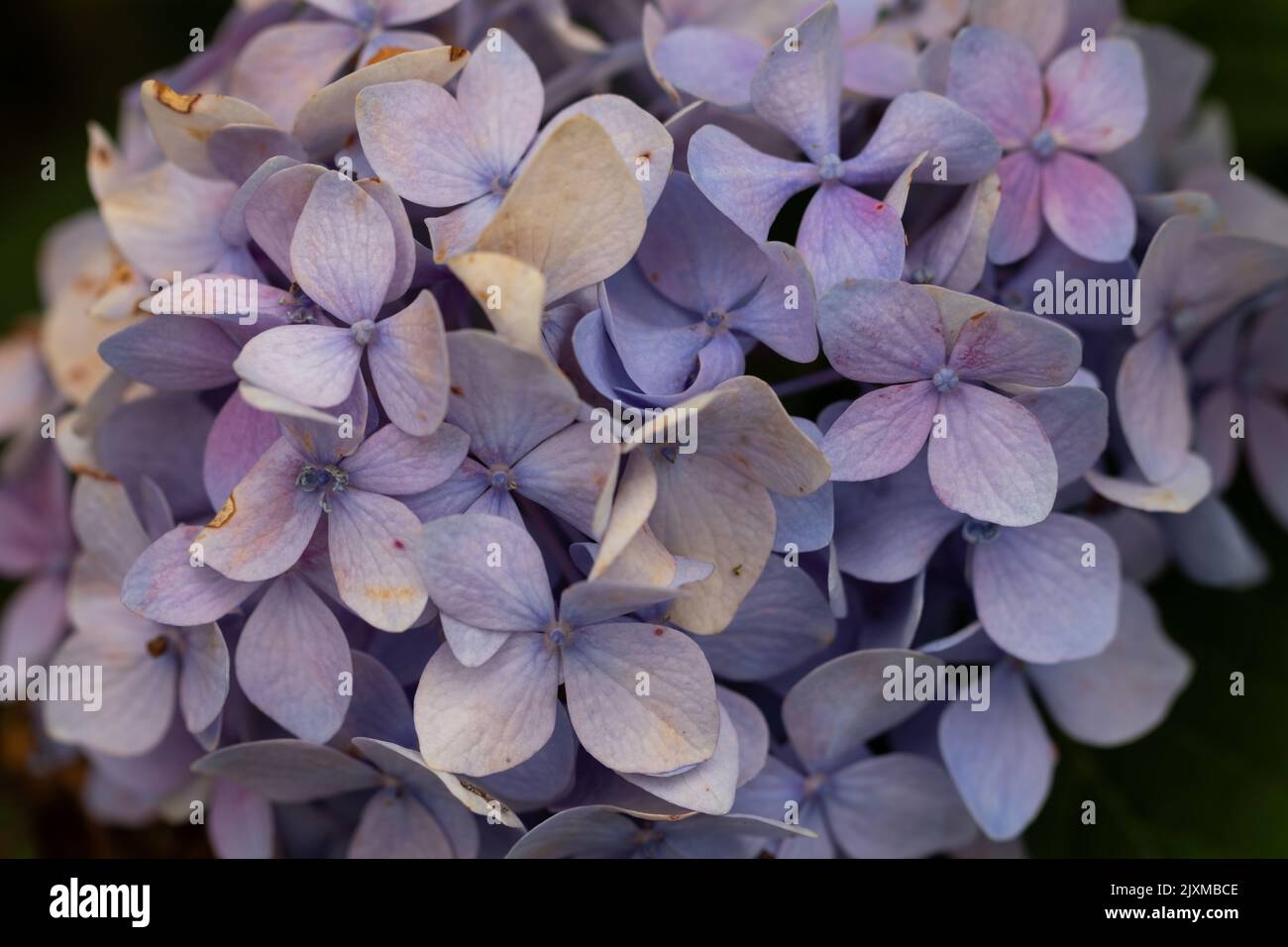 The beautiful petals of lavender French hydrangea with small spots of ...