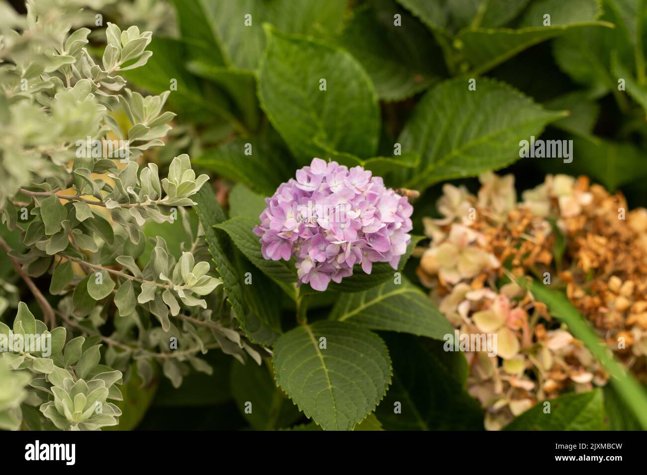 A top view of a purple French hydrangea's beautiful mophead next to a ...