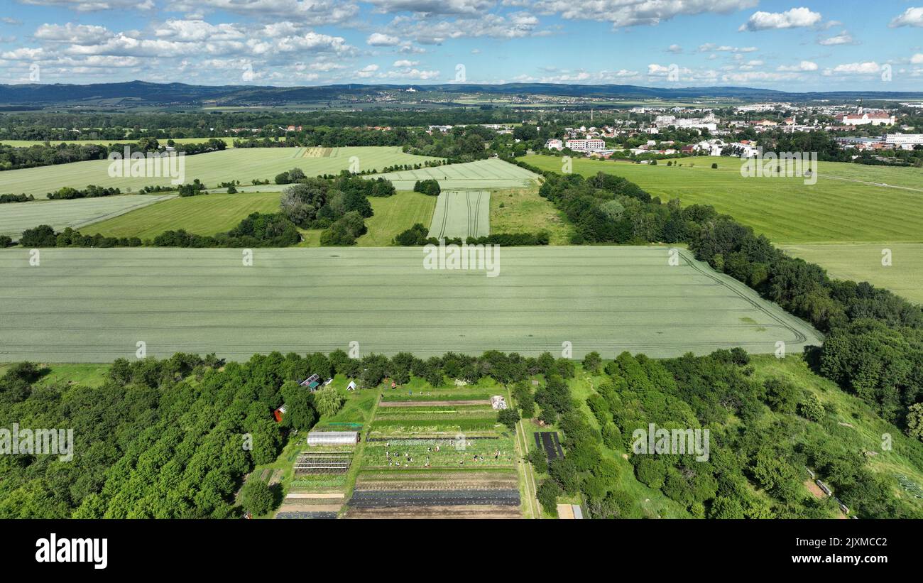 Bio spinach farm field hi-res stock photography and images - Alamy