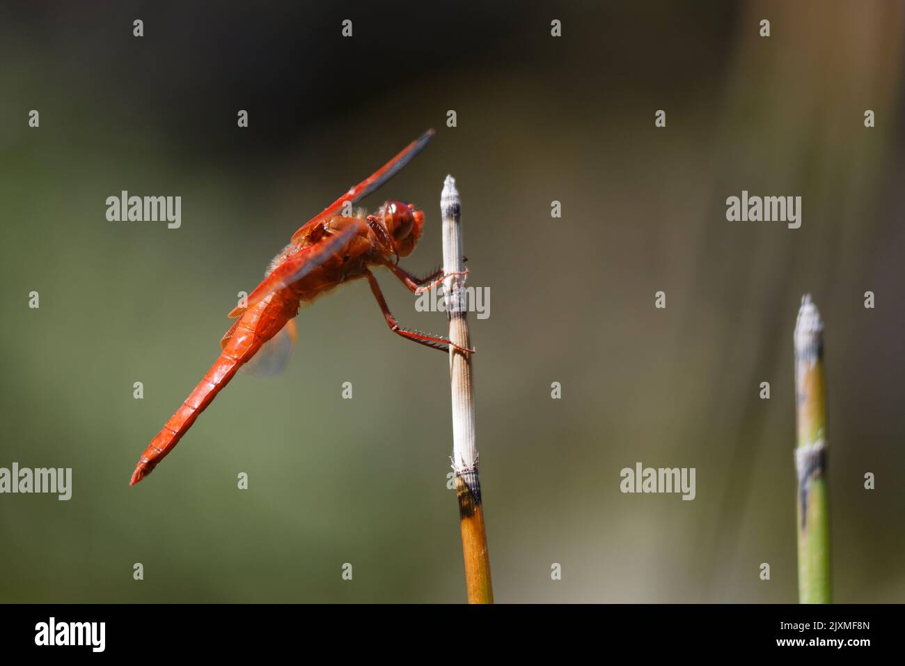 A macro of a Red skimmer dragonfly on a plant Stock Photo - Alamy