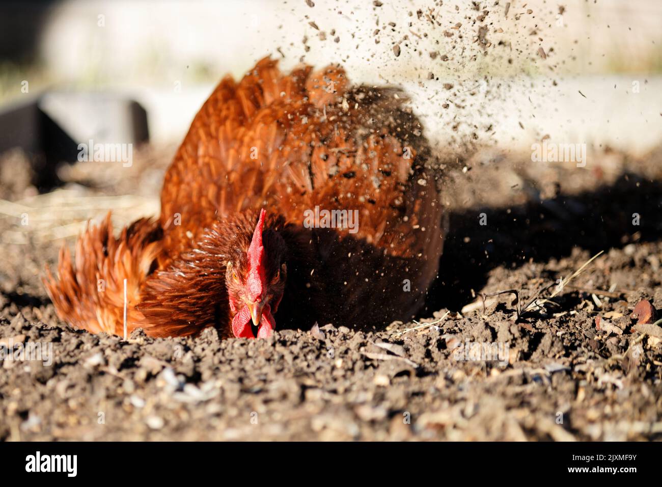 A macro of a red hen dustbathing in the sun Stock Photo - Alamy