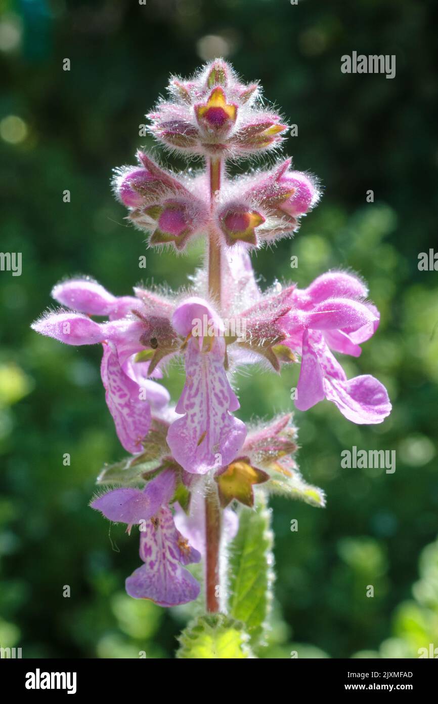 A vertical macro of a Hedge nettle flower Stock Photo - Alamy
