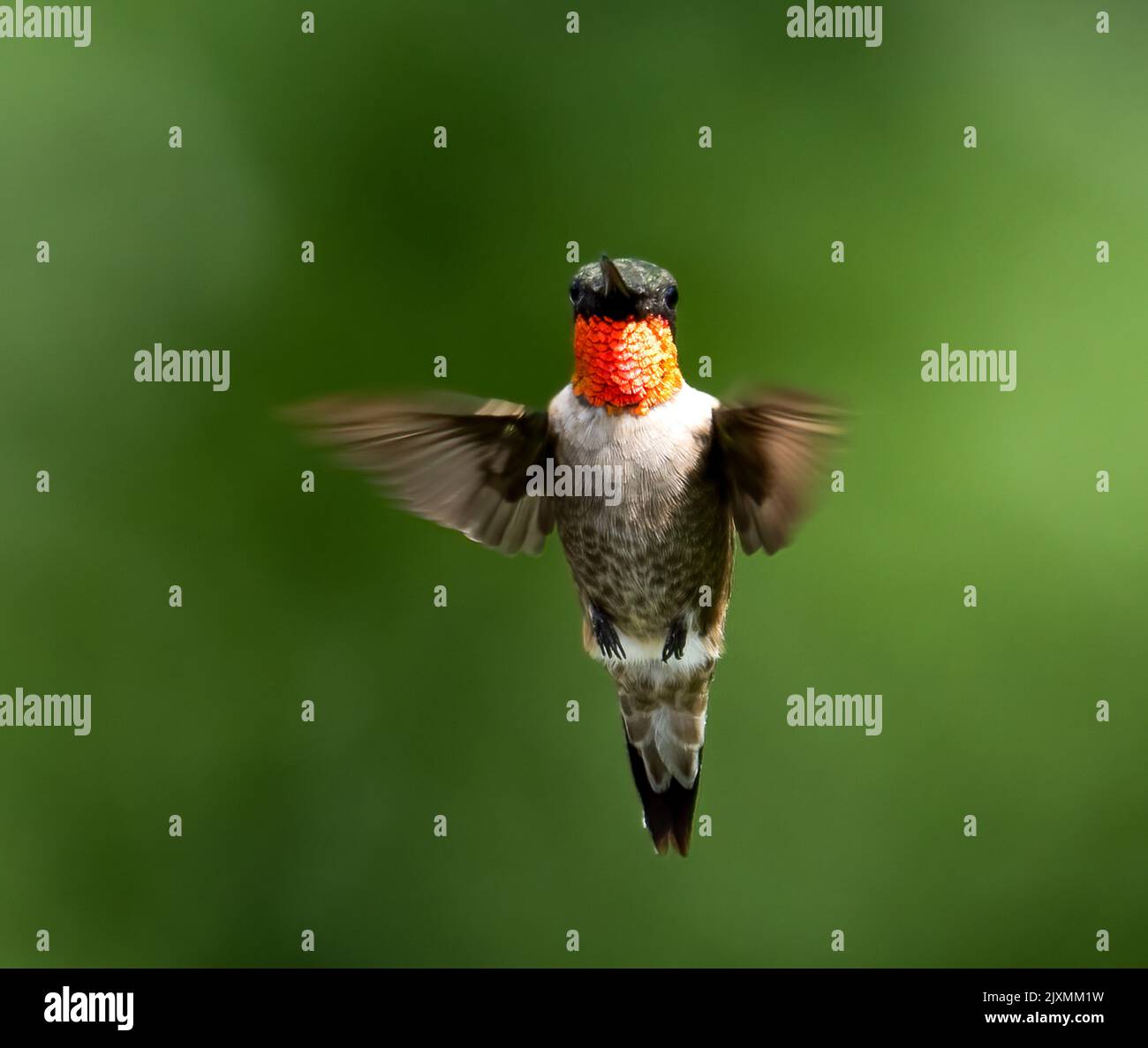 hummingbirds in flight Fast & Colorful Stock Photo - Alamy