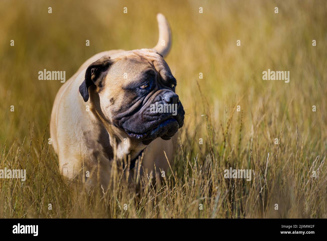 Heavy wrinkled face hi-res stock photography and images - Alamy