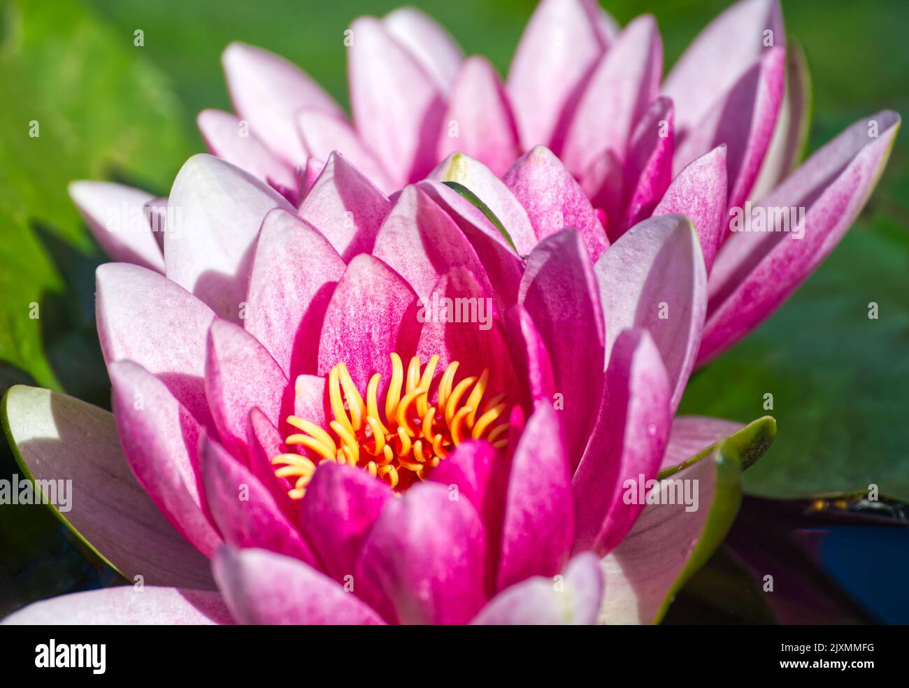 Tropical water lilies floating hi-res stock photography and images - Alamy