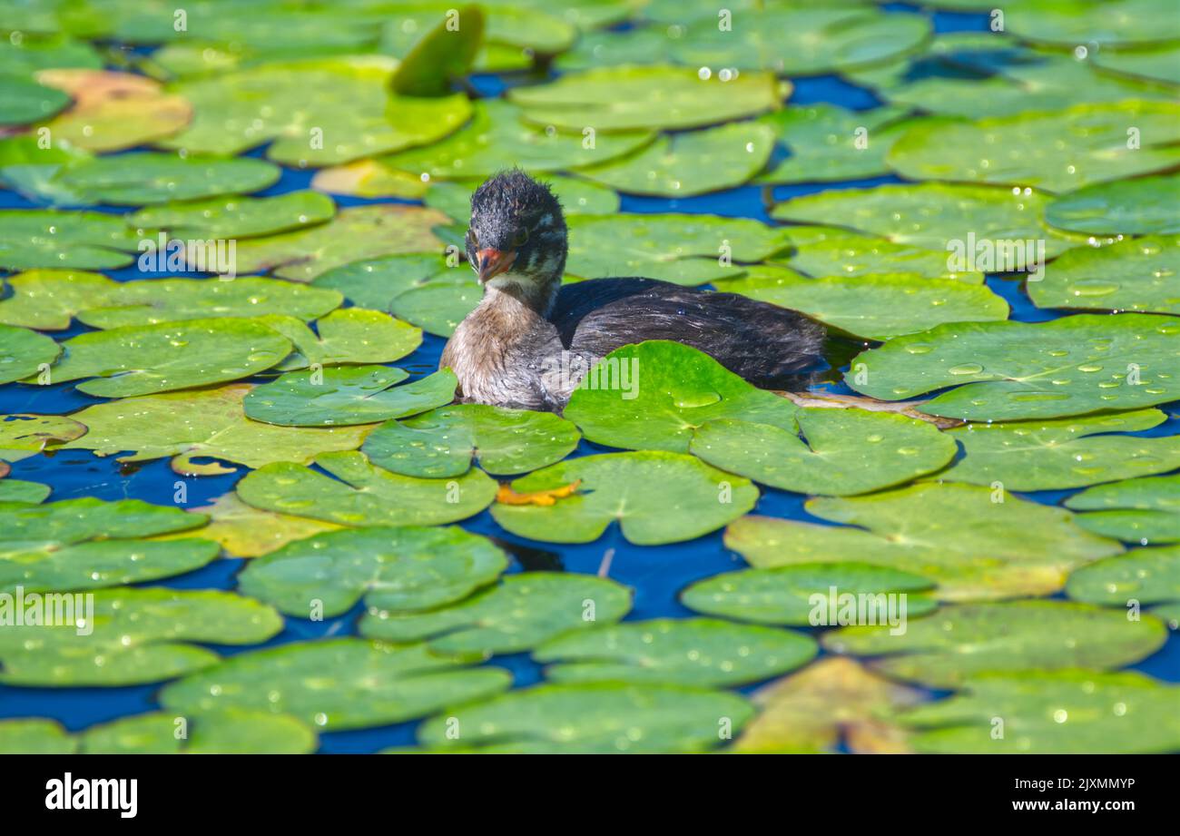 Little grebe in the water lilies hi-res stock photography and images ...