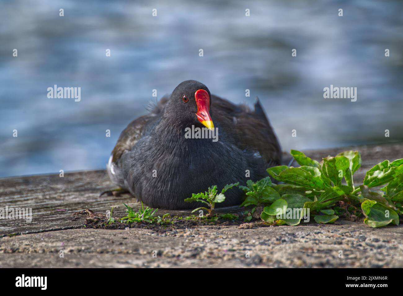 Resting moorhen hi-res stock photography and images - Alamy