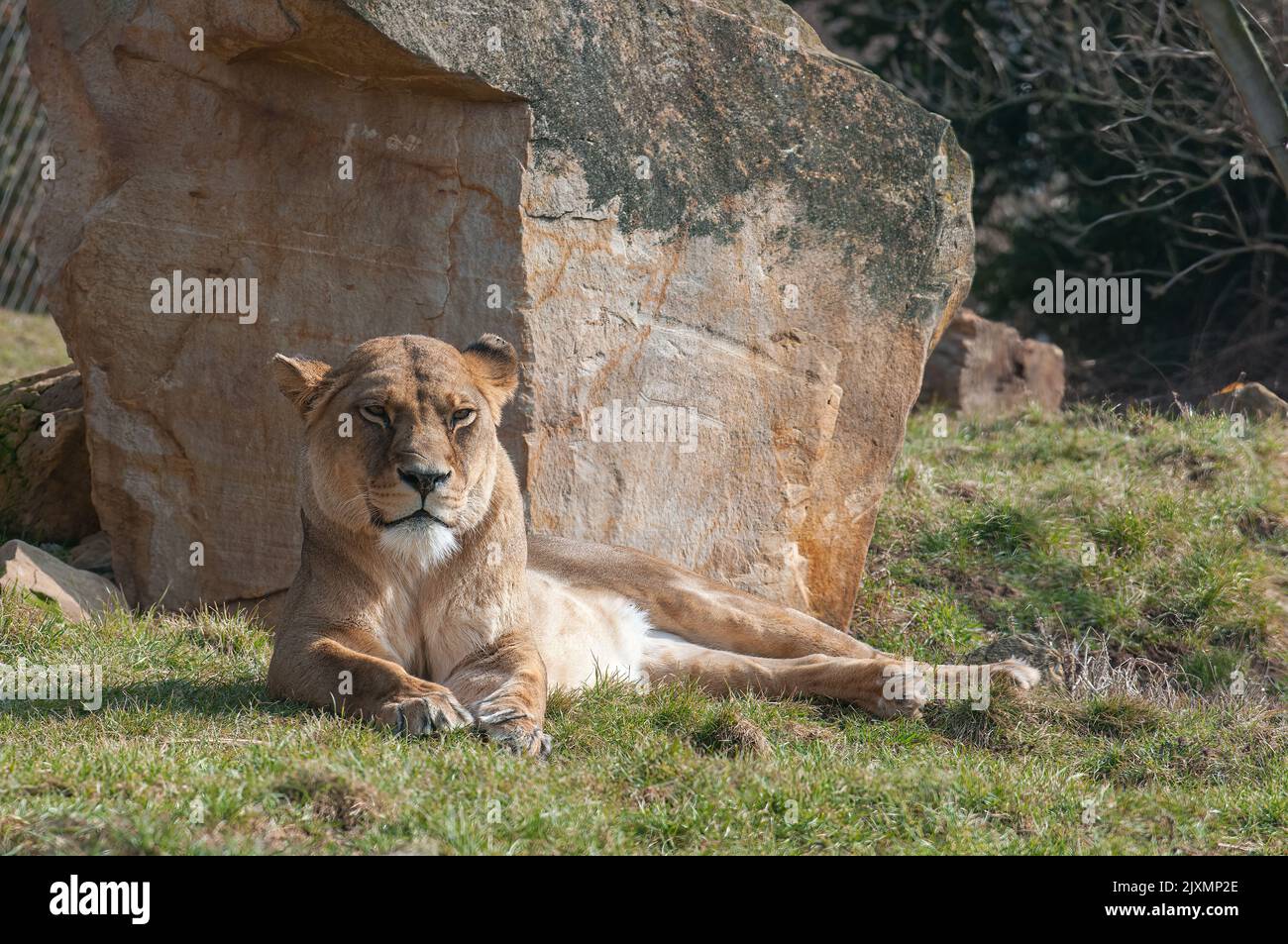 Lion on the ground hi-res stock photography and images - Alamy