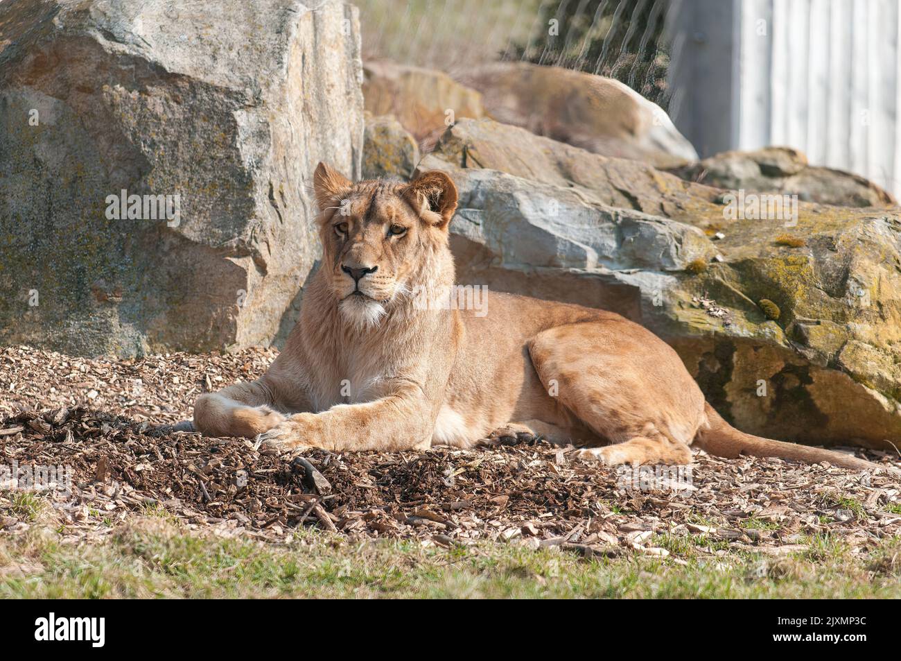 Ground lion hi-res stock photography and images - Alamy