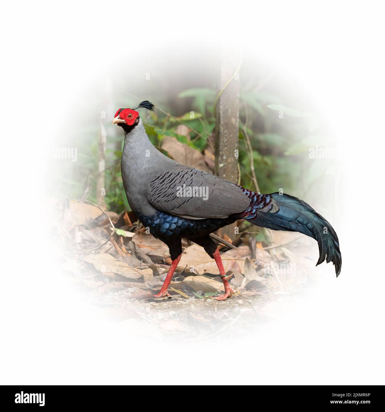 Male Siamese fireback walking looking into a distance isolated on round ...