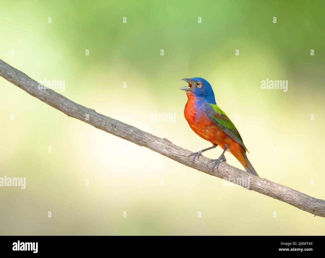 Painted bunting forest hi-res stock photography and images - Alamy