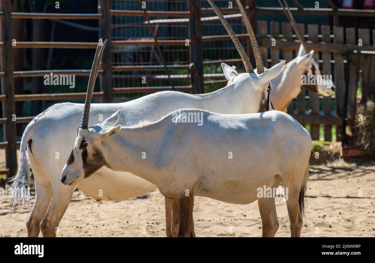 Adax antelope hi-res stock photography and images - Alamy