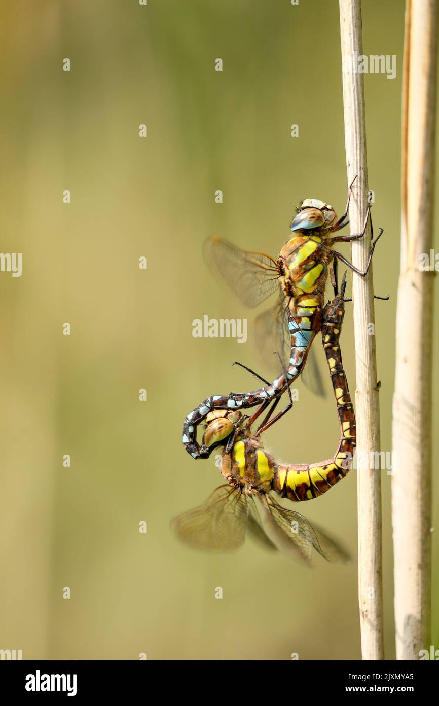 Mating southern hawker dragonflies hi-res stock photography and images ...