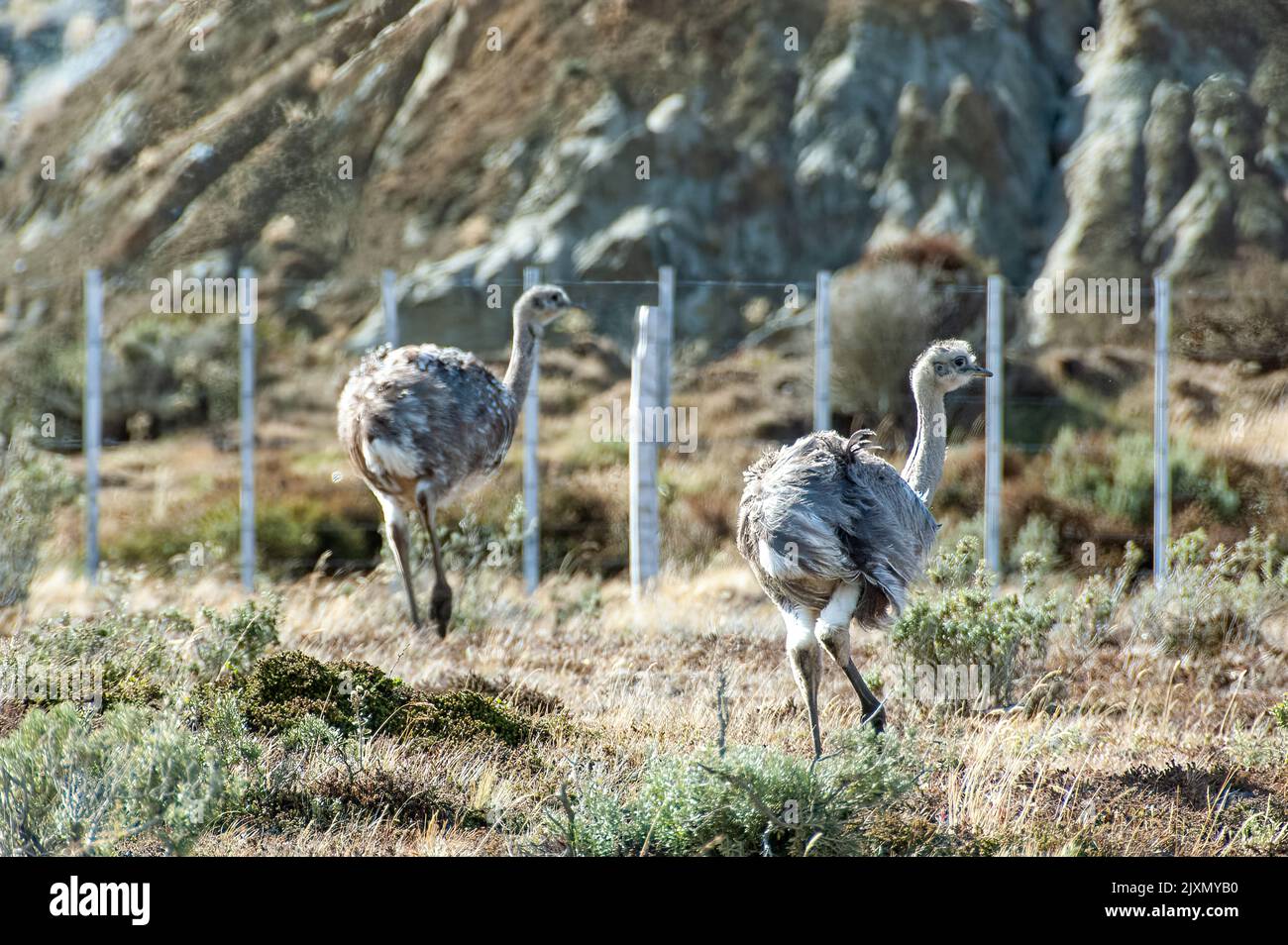 Two Darwin's rheas walking on the green field on a sunny day Stock ...