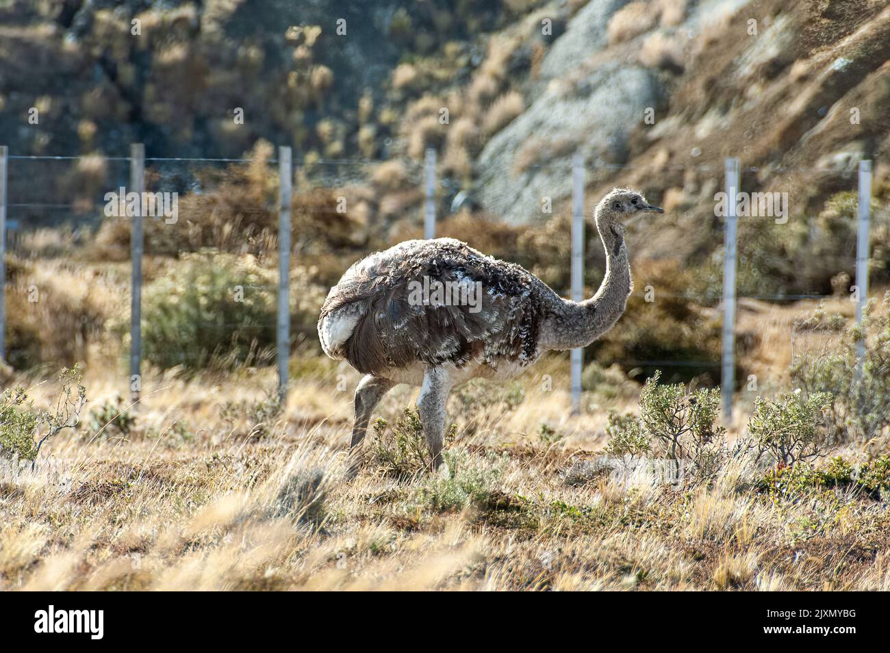 Darwin rhea hi-res stock photography and images - Alamy